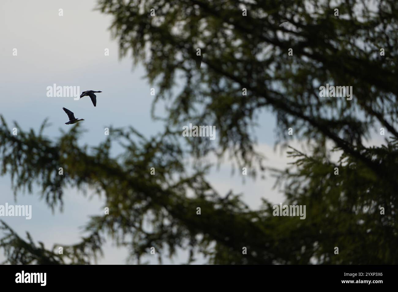 Two birds flying in the sky above a forest. The birds are in the air ...