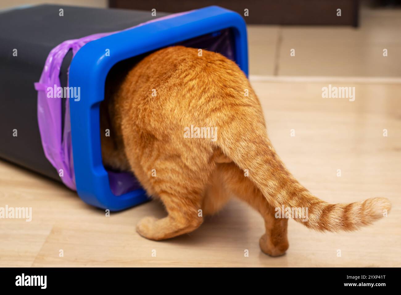 A curious cat is sticking its head out of a bright blue bin, looking ...