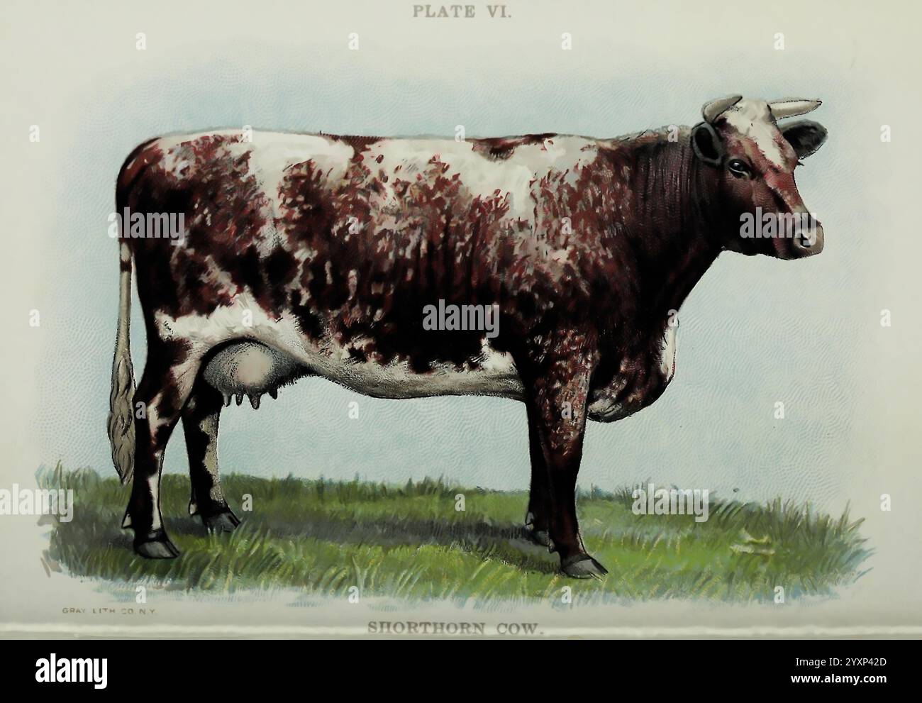 Prominent udders hi-res stock photography and images - Alamy