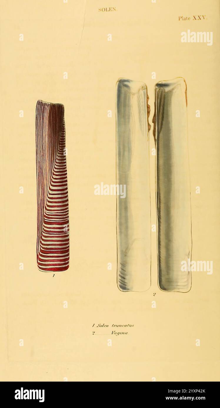 Solen truncatus hi-res stock photography and images - Alamy