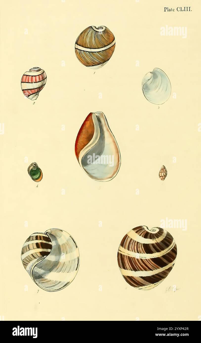 Conchologia Systematica, or Complete System of Conchology London ...