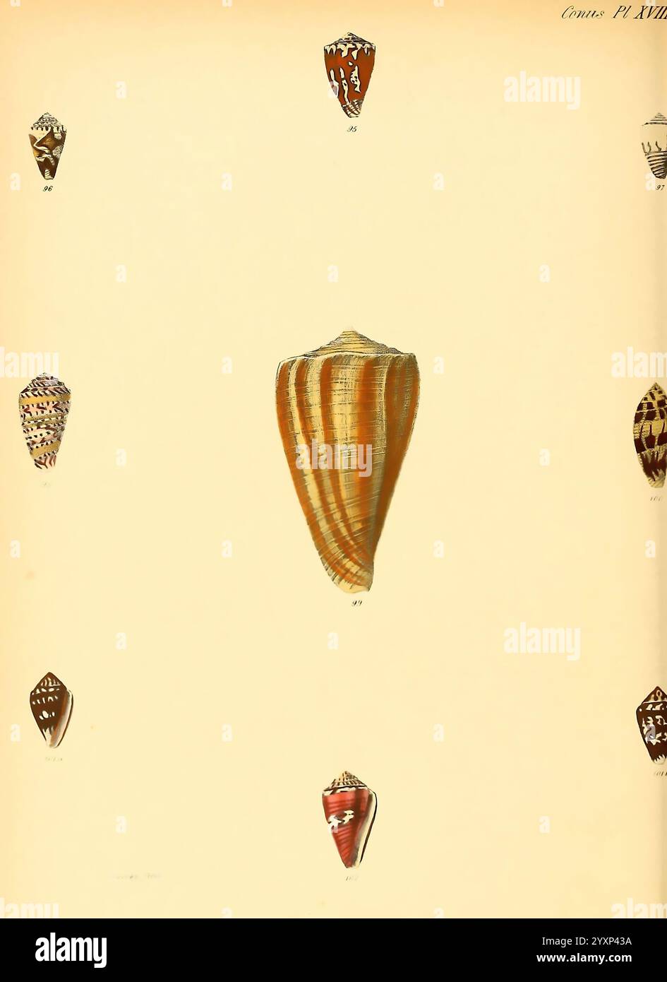 Conchologia iconica, or Illustrations of the shells of molluscous ...