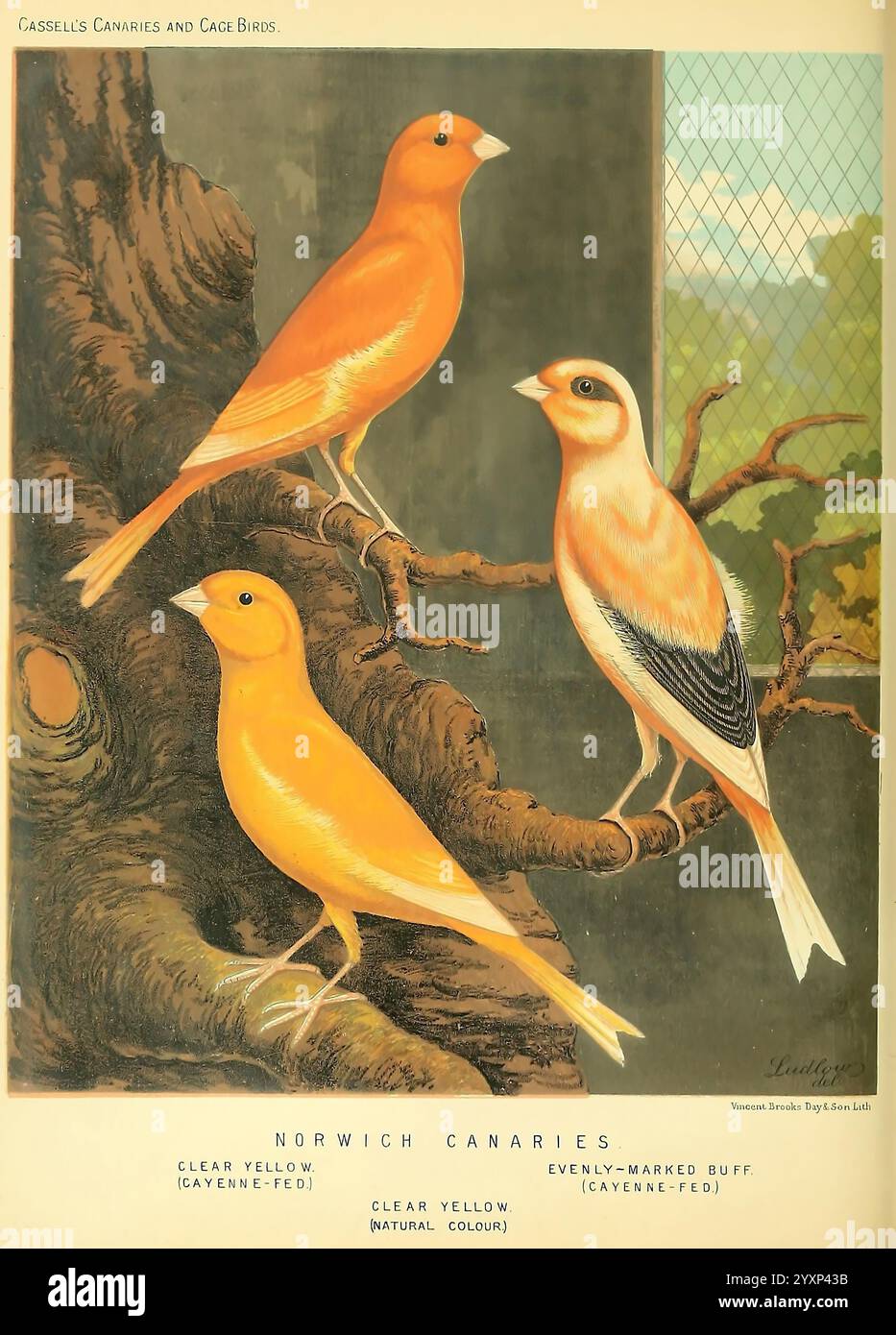 The illustrated book of canaries and cage-birds, British and foreign ...