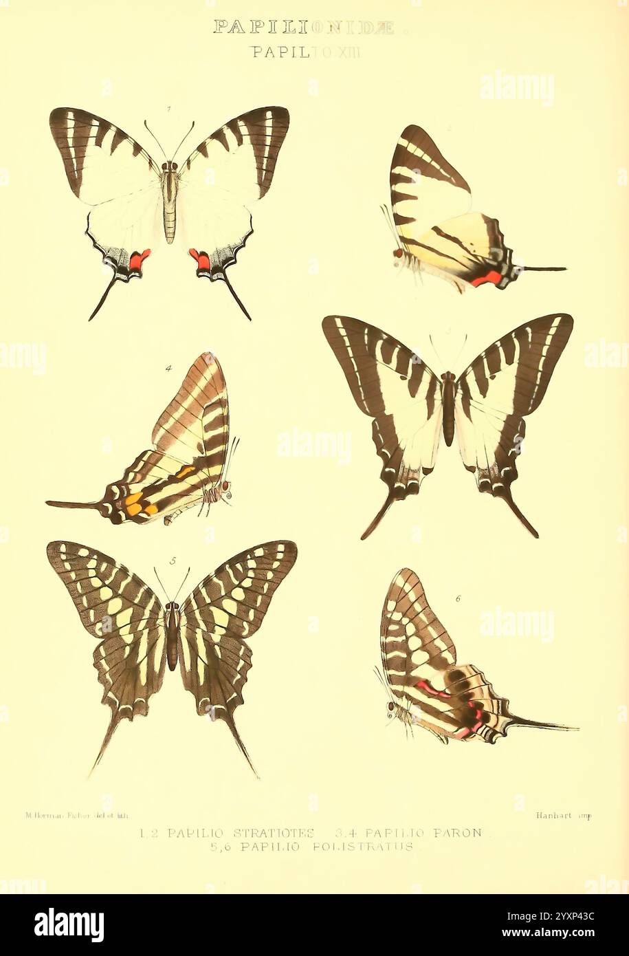Four additional butterflies hi-res stock photography and images - Alamy