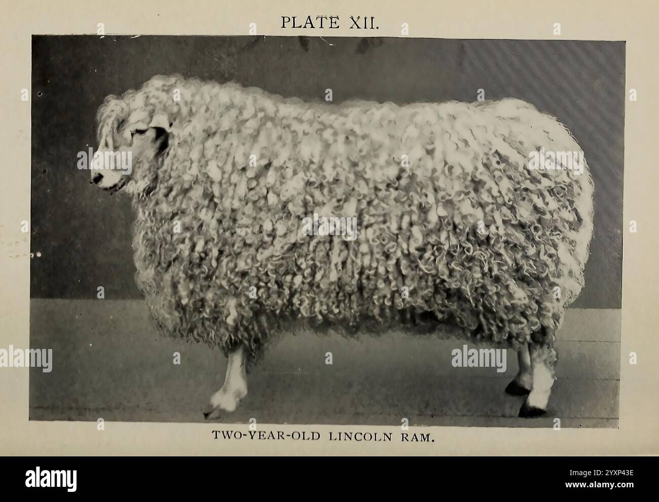 Breeds robust build hi-res stock photography and images - Alamy