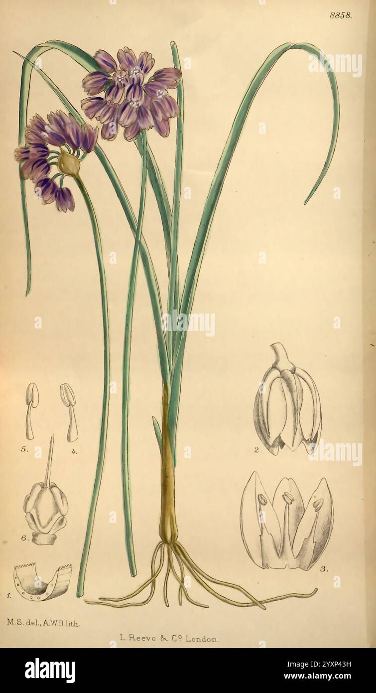 Plants ornamental curtis allium hi-res stock photography and images - Alamy