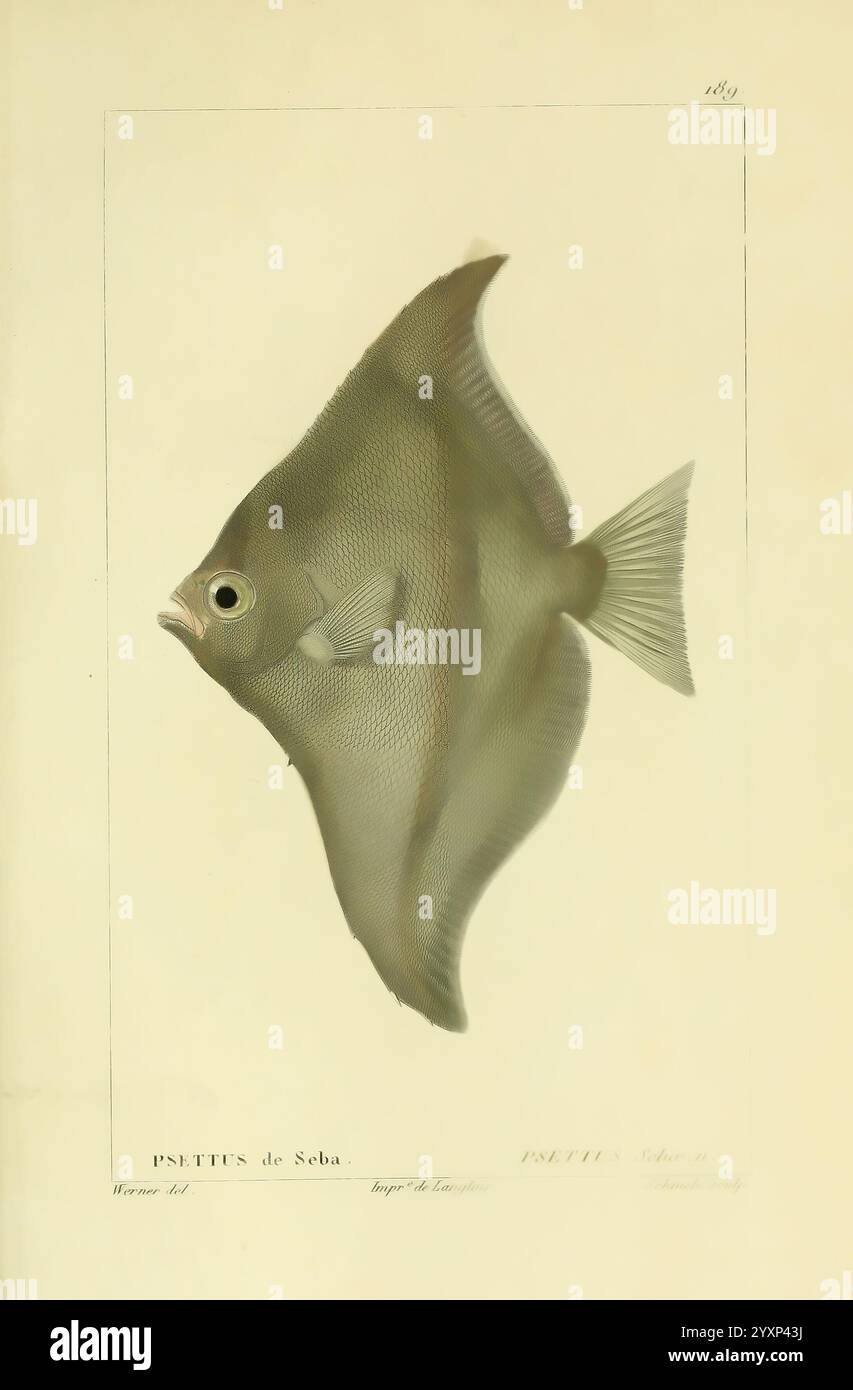 Histoire naturelle des poissons Paris Chez F. G. Levrault 1828-1849 ...