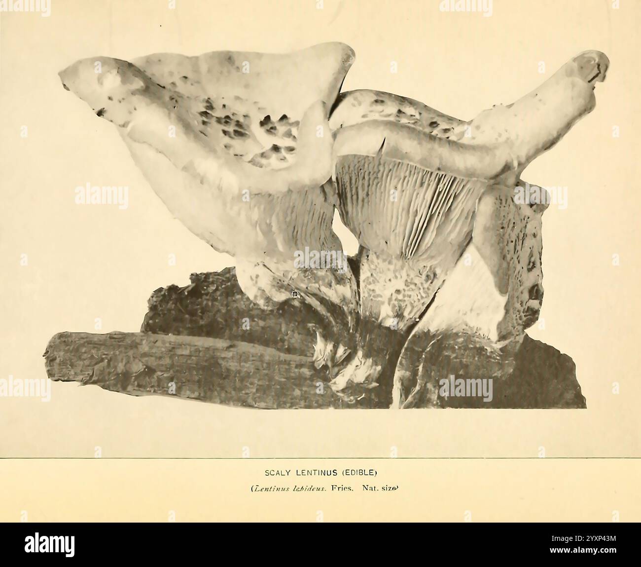 The Mushroom Book Garden City, N.Y, 1920 mushrooms fungi edible The New ...