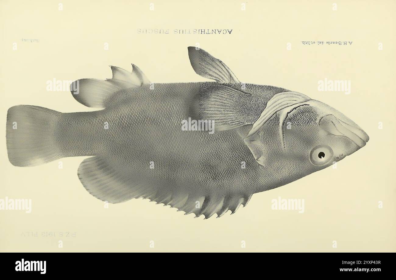Fishs anatomy hi-res stock photography and images - Alamy