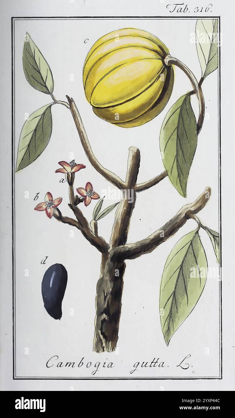 Cambogia guttata hi-res stock photography and images - Alamy