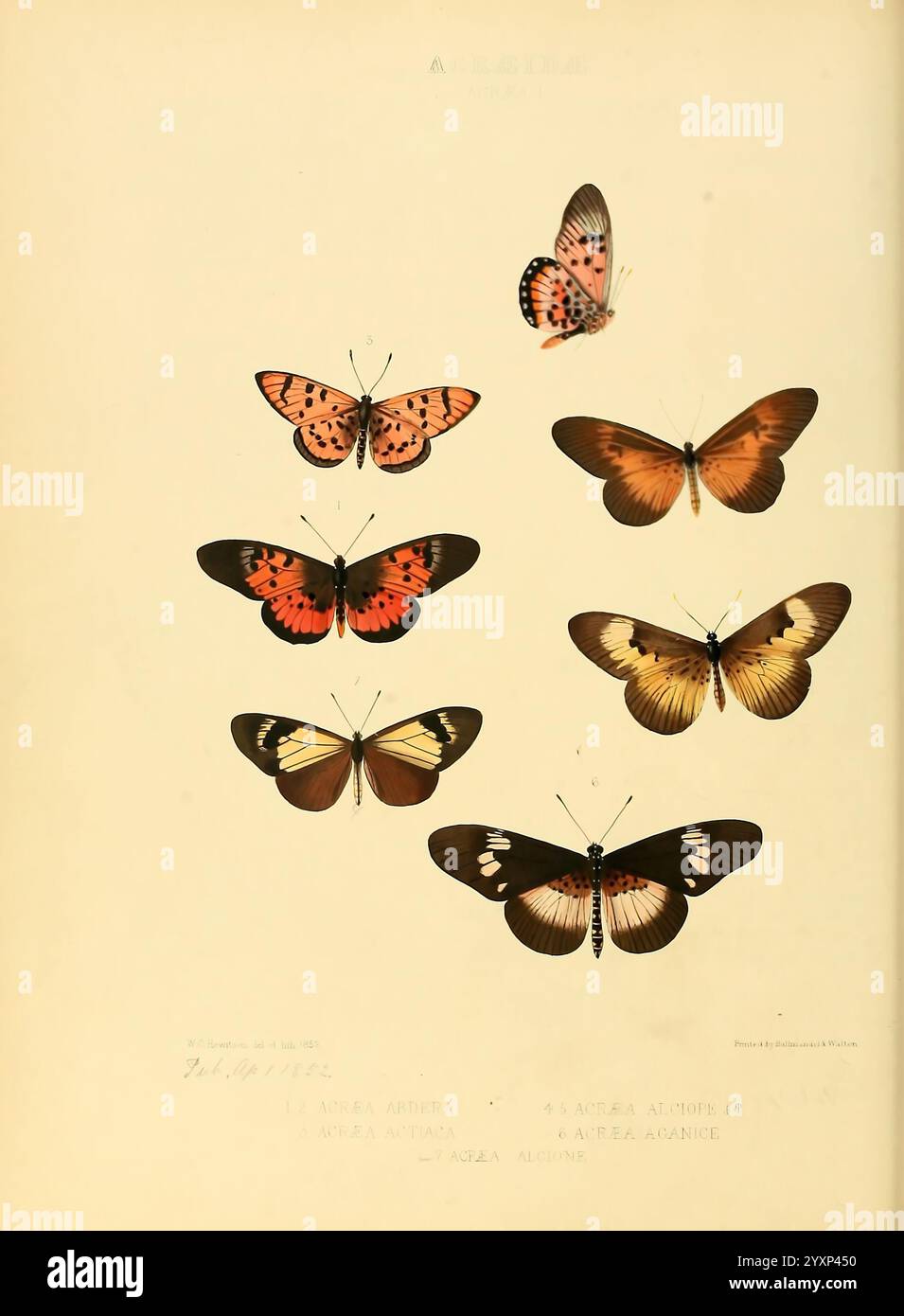 Featuring six distinct species hi-res stock photography and images - Alamy