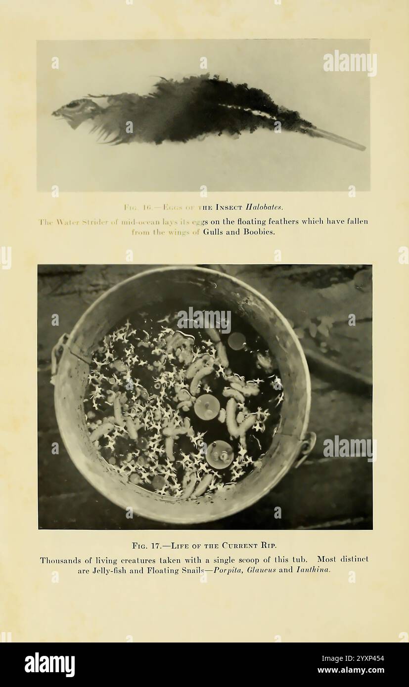 Arcturus adventure new york putnam 1926 arcturus ship cocos isla hi-res ...