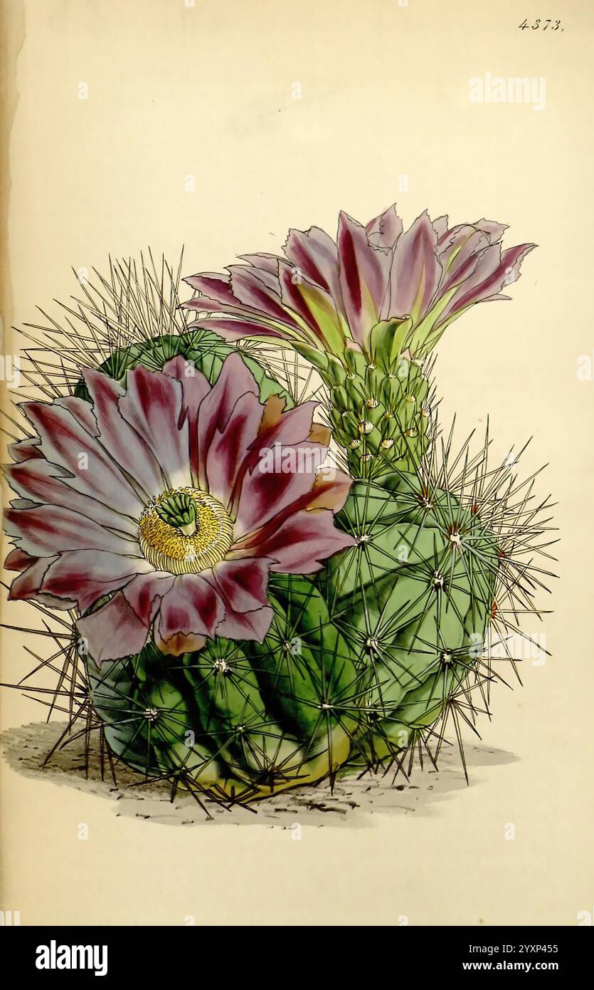 Plants ornamental curtis cactus cactaceae plant hi-res stock ...
