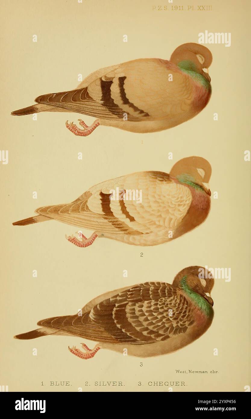 Proceedings of the Zoological Society of London London Academic Press ...