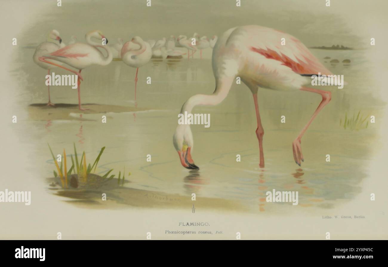 Fluffy bodies hinting hi-res stock photography and images - Alamy