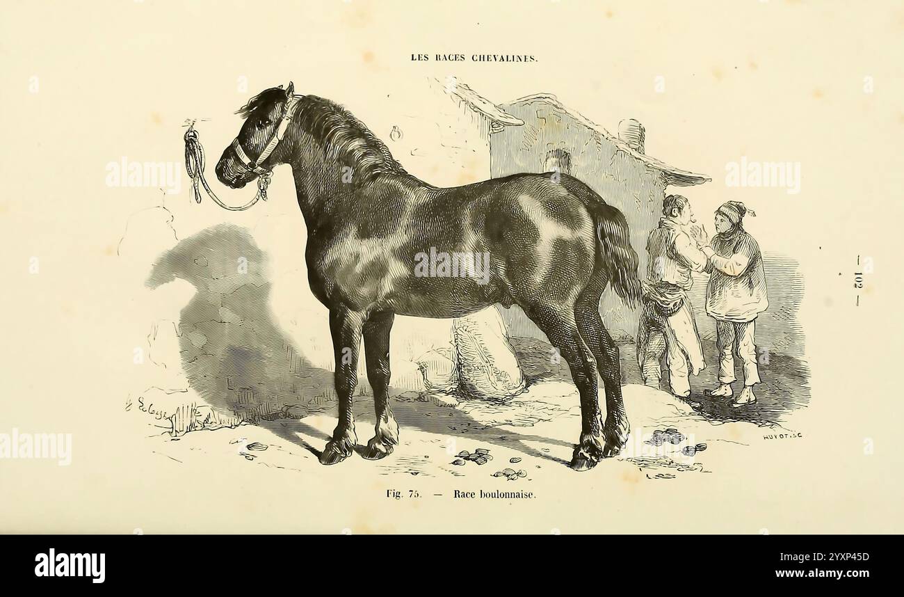 Sturdy horse standing hi-res stock photography and images - Alamy