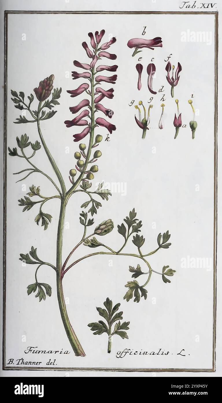 Graceful raceme hi-res stock photography and images - Alamy