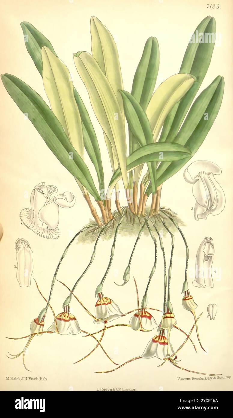 Curtis's Botanical Magazine London New York Botanical Illustration ...