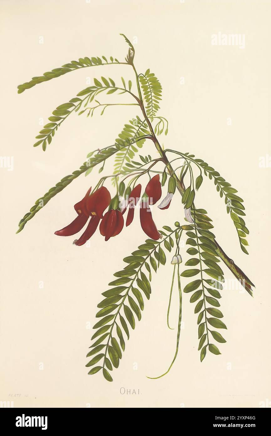 Indigenous flowers of the Hawaiian islands London Sampson Low Marston ...