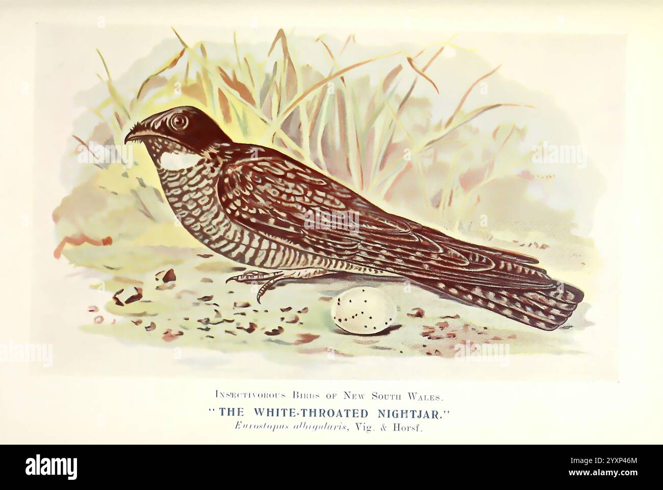 Useful australian birds hi-res stock photography and images - Alamy