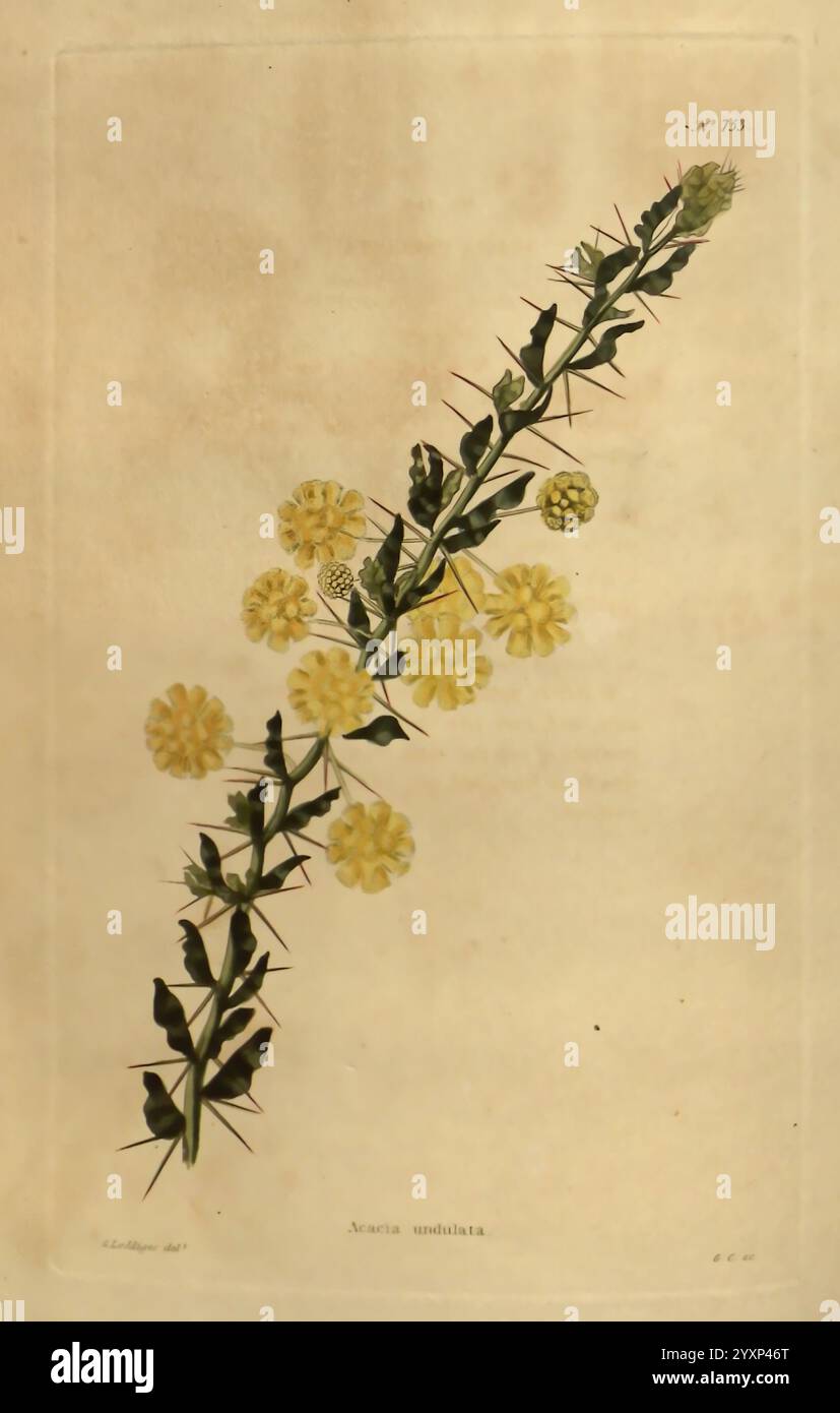 Vibrant spherical clusters of small flowers hi-res stock photography ...