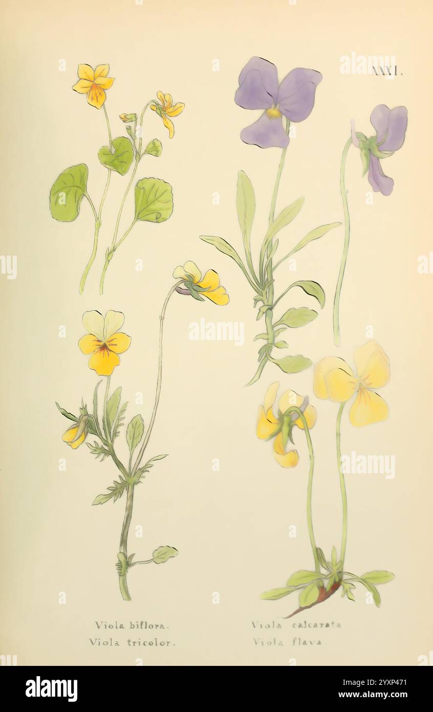 Viola flava hi-res stock photography and images - Alamy