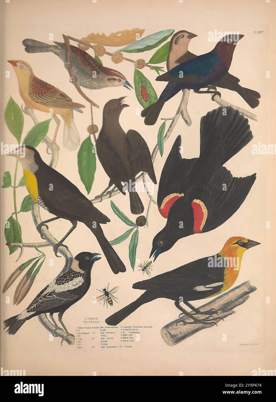 Top section features birds hi-res stock photography and images - Alamy