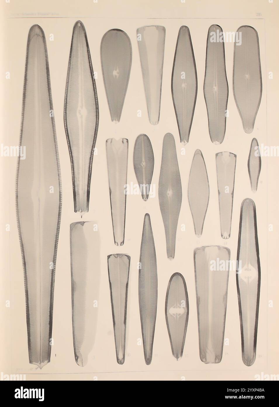 Atlas der Diatomaceen-Kunde, Leipzig, O.R. Reisland, 1874-19, atlases ...