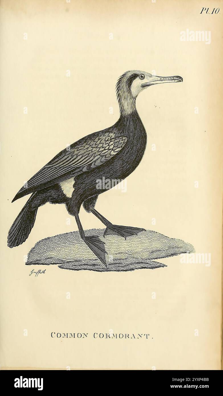 General zoology, or Systematic natural history, London, Printed for G ...