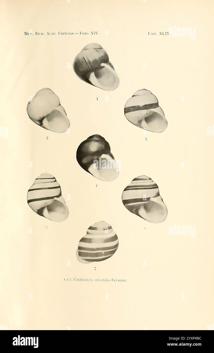 Shell displays unique characteristics hi-res stock photography and ...
