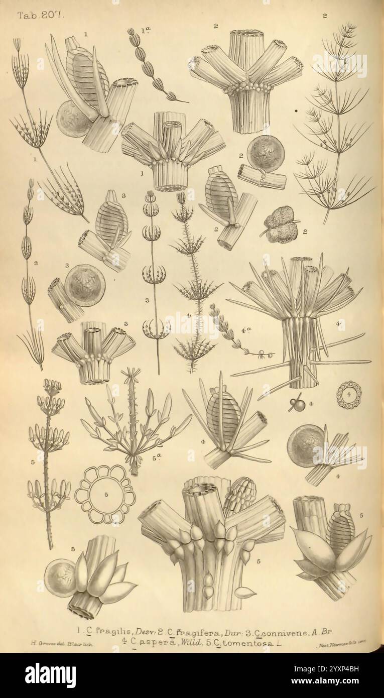 Showcasing different plant parts hi-res stock photography and images ...