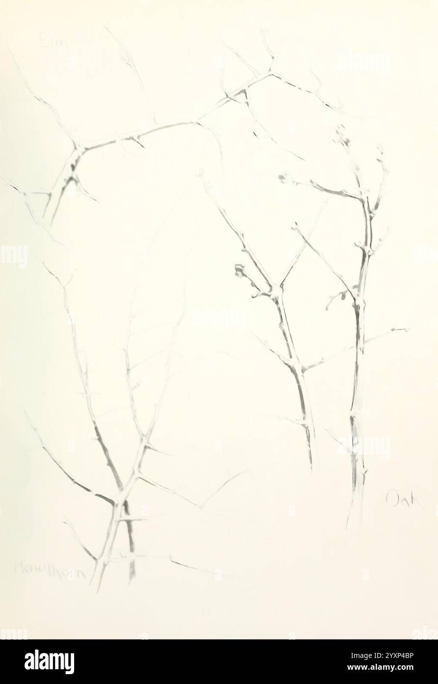 Illustration features detailed line drawings hi-res stock photography ...