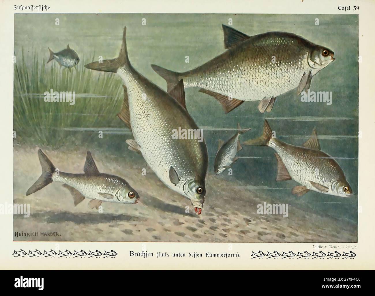 Subtle aquatic vegetation hi-res stock photography and images - Alamy