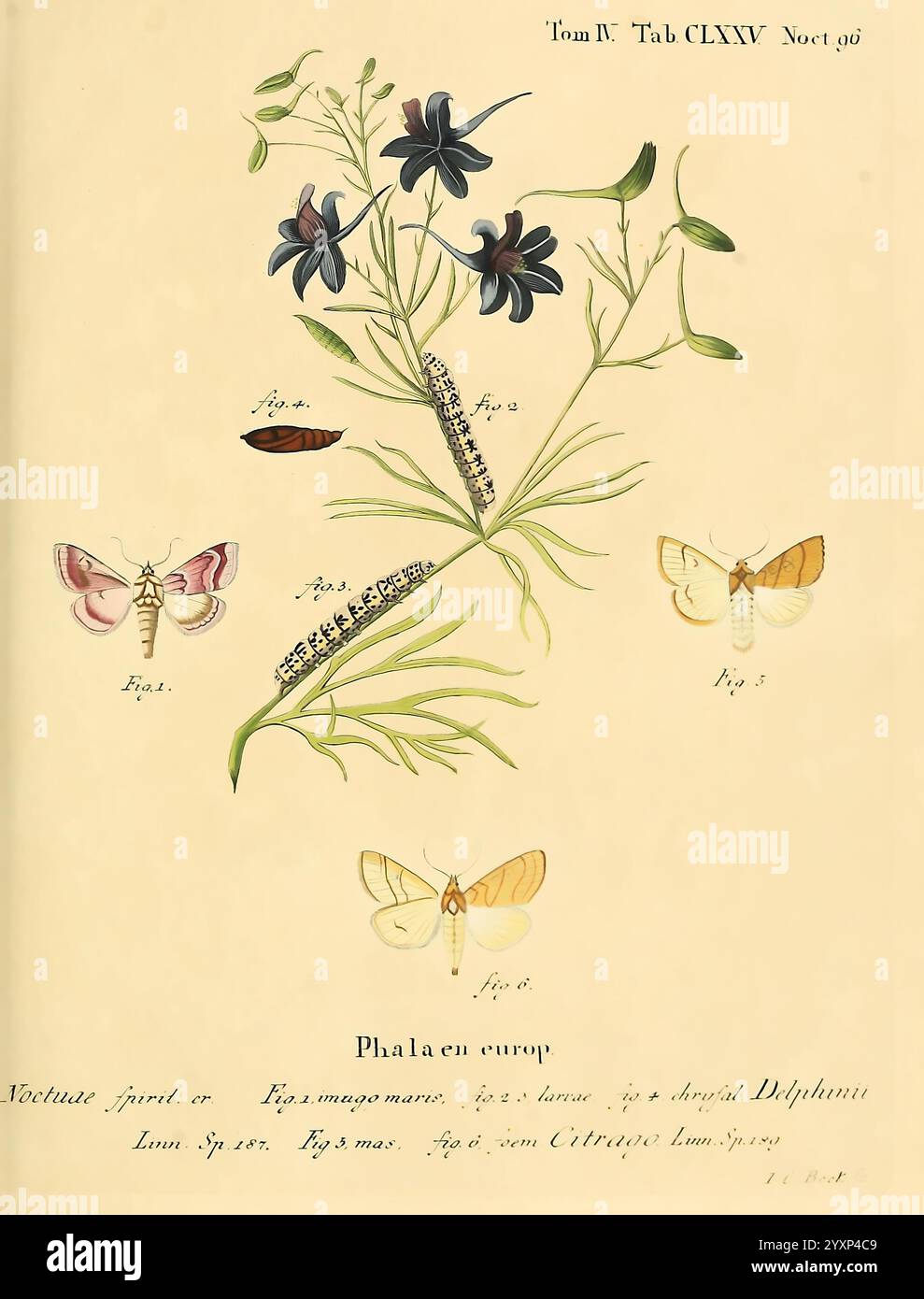 T shaped insects hi-res stock photography and images - Alamy