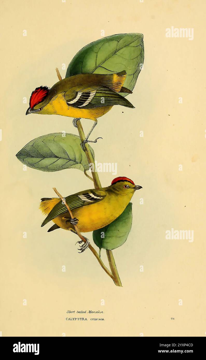 Birds brazil mexico pictorial works calyptura cristata william s hi-res ...