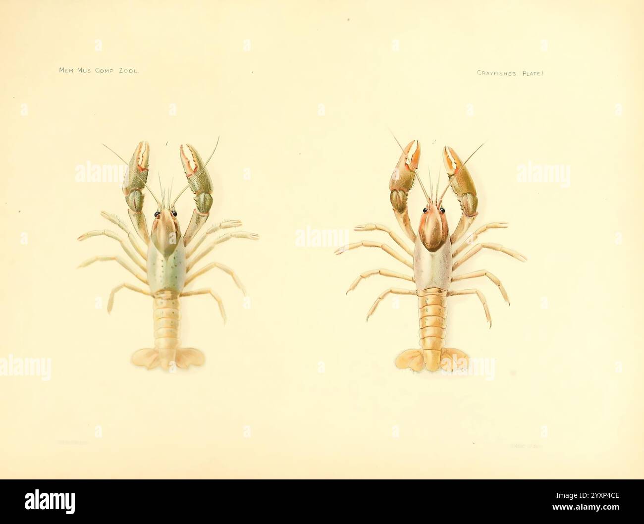 Detailed illustration showcases two creatures hi-res stock photography ...