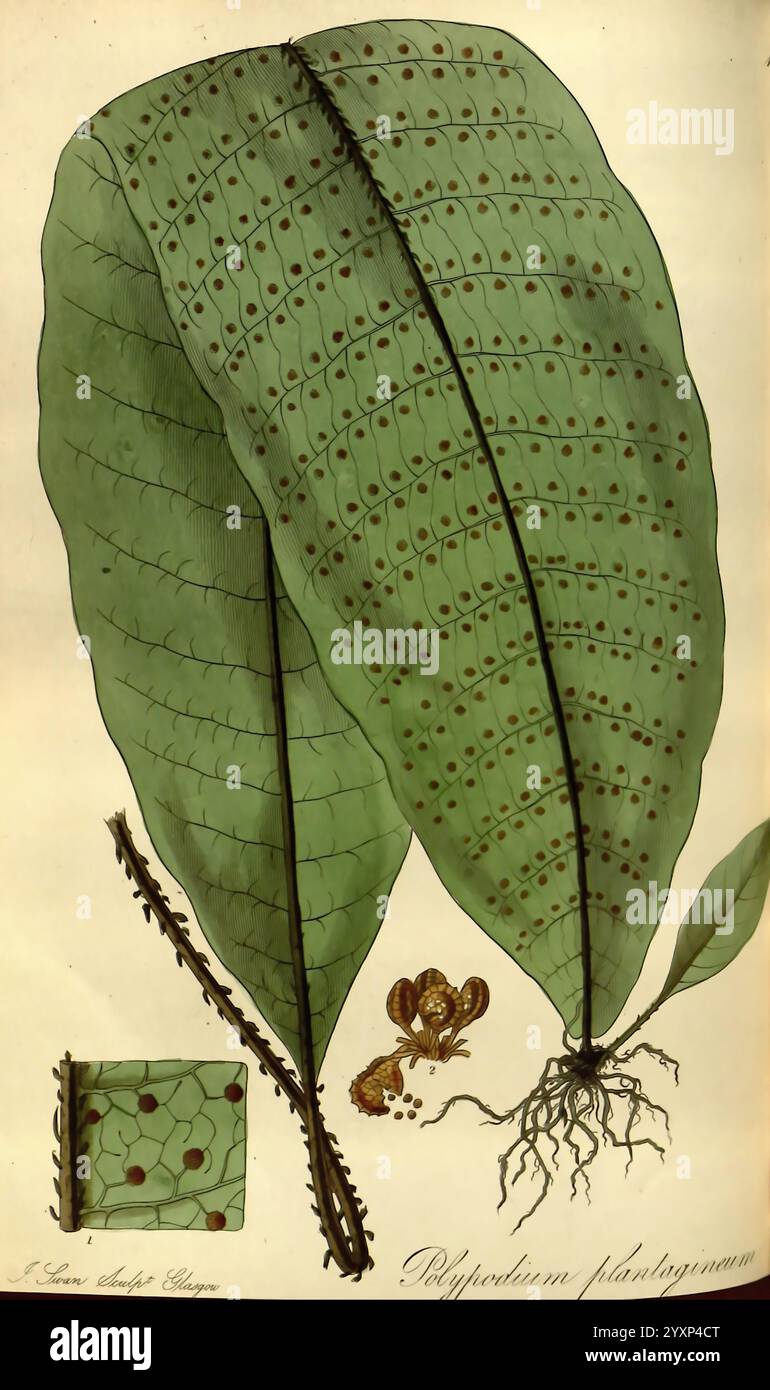 Dotted structures highlighting hi-res stock photography and images - Alamy