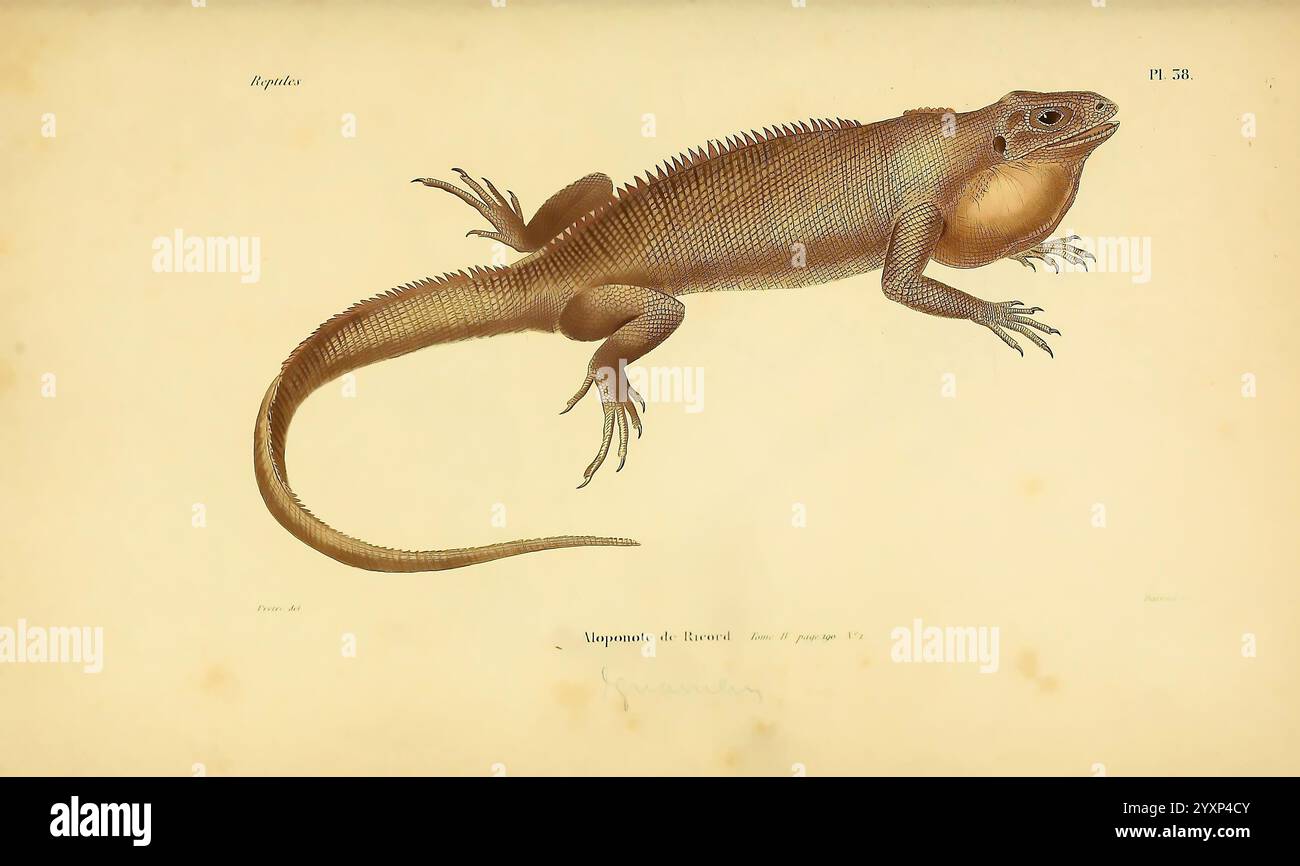 Prominent spiny ridge hi-res stock photography and images - Alamy