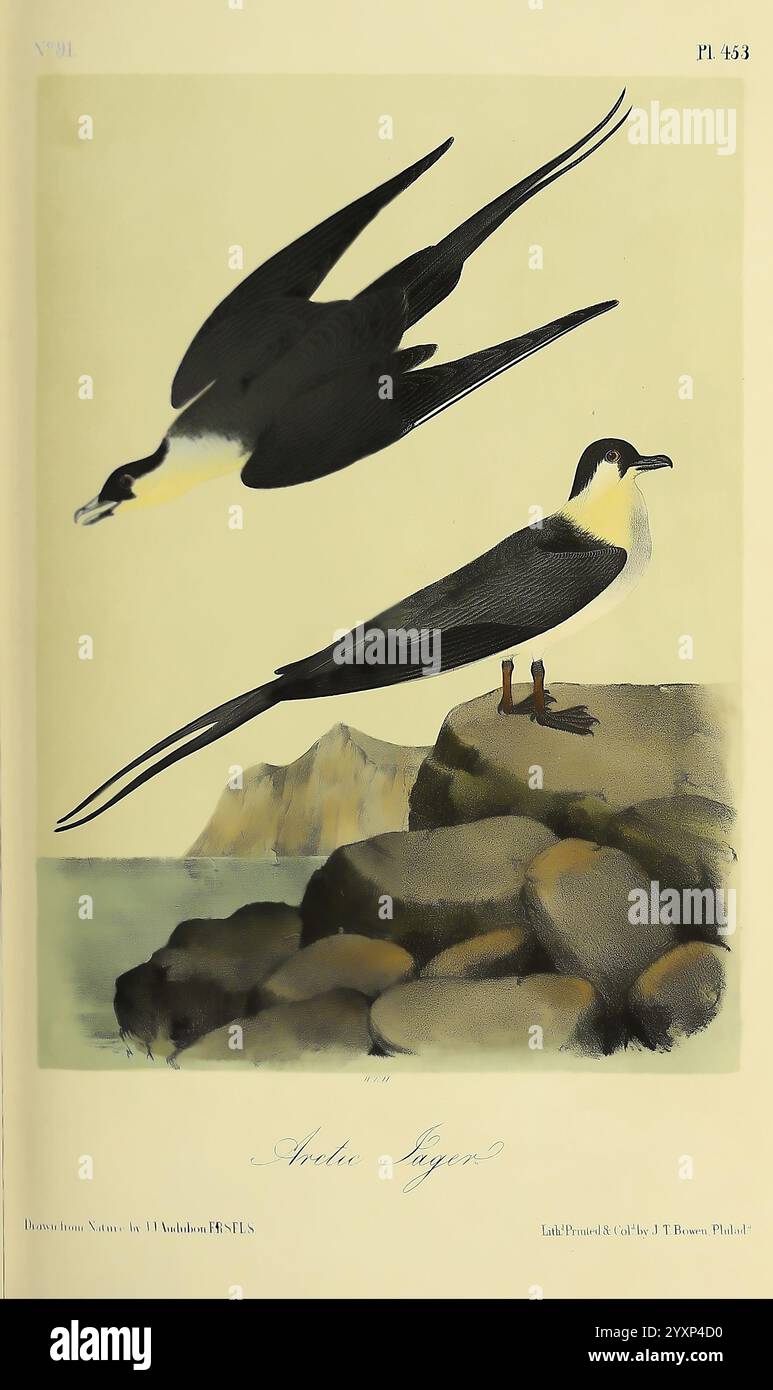 Arctic jaegers intricate feather patterns hi-res stock photography and ...