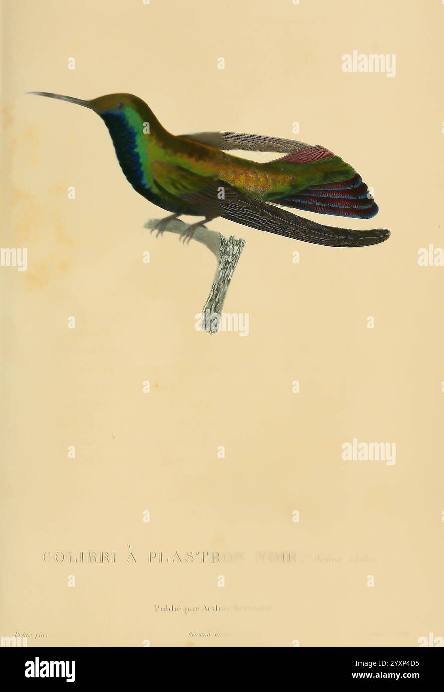 Colibri a plastron noir hi-res stock photography and images - Alamy