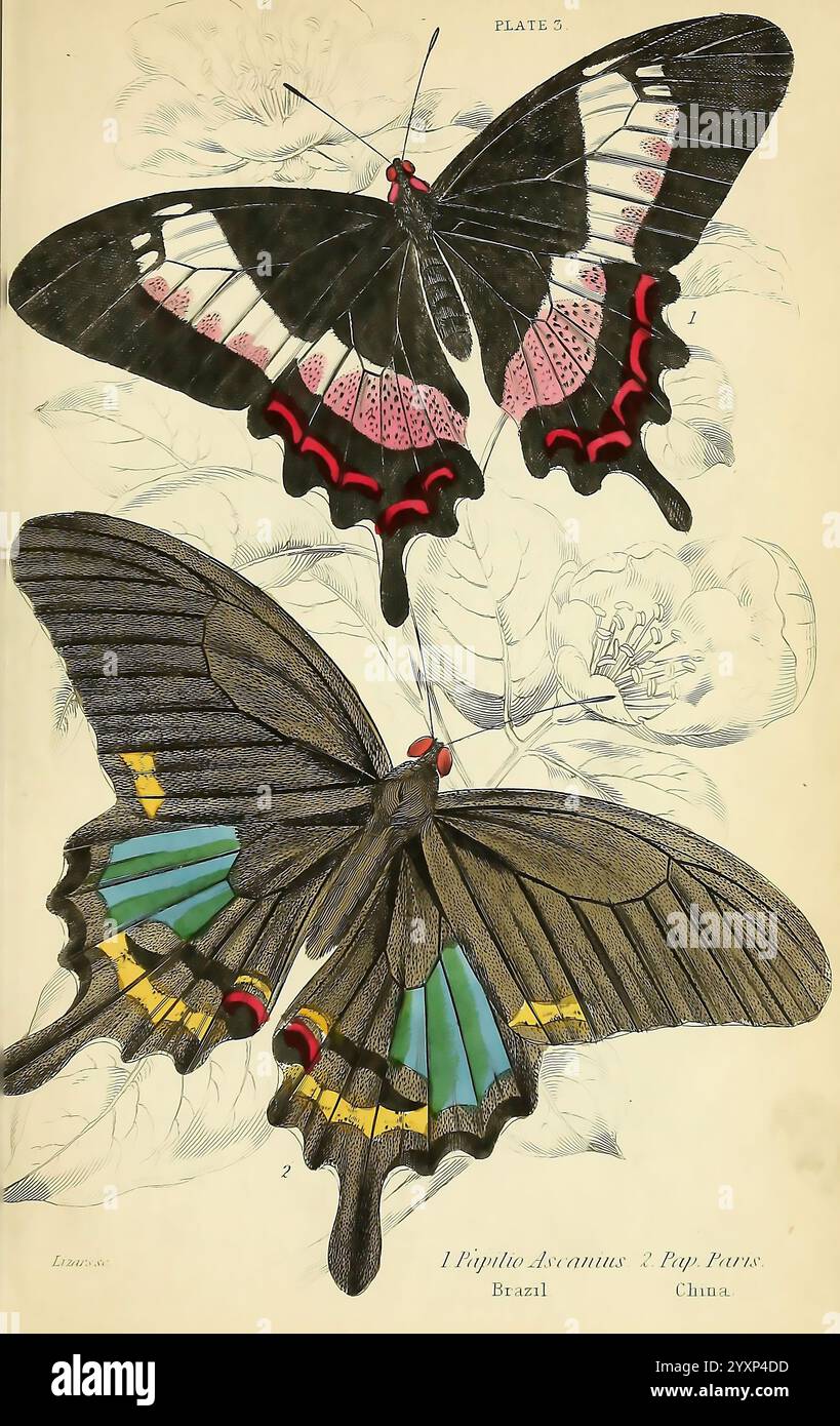 Papilio arcesiarius hi-res stock photography and images - Alamy