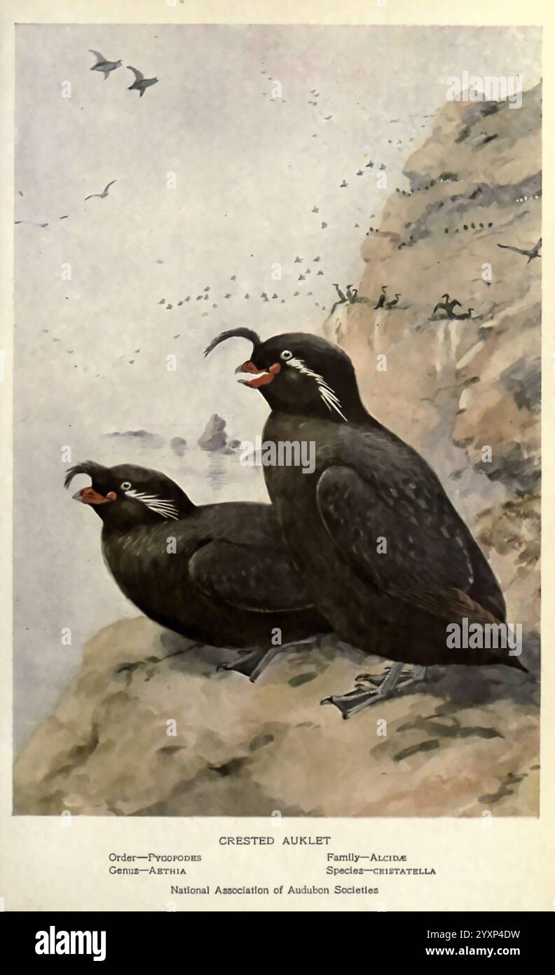 Two crested auklets stand hi-res stock photography and images - Alamy