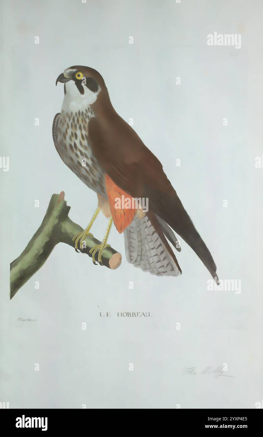 Body showcase intricate patterns hi-res stock photography and images ...