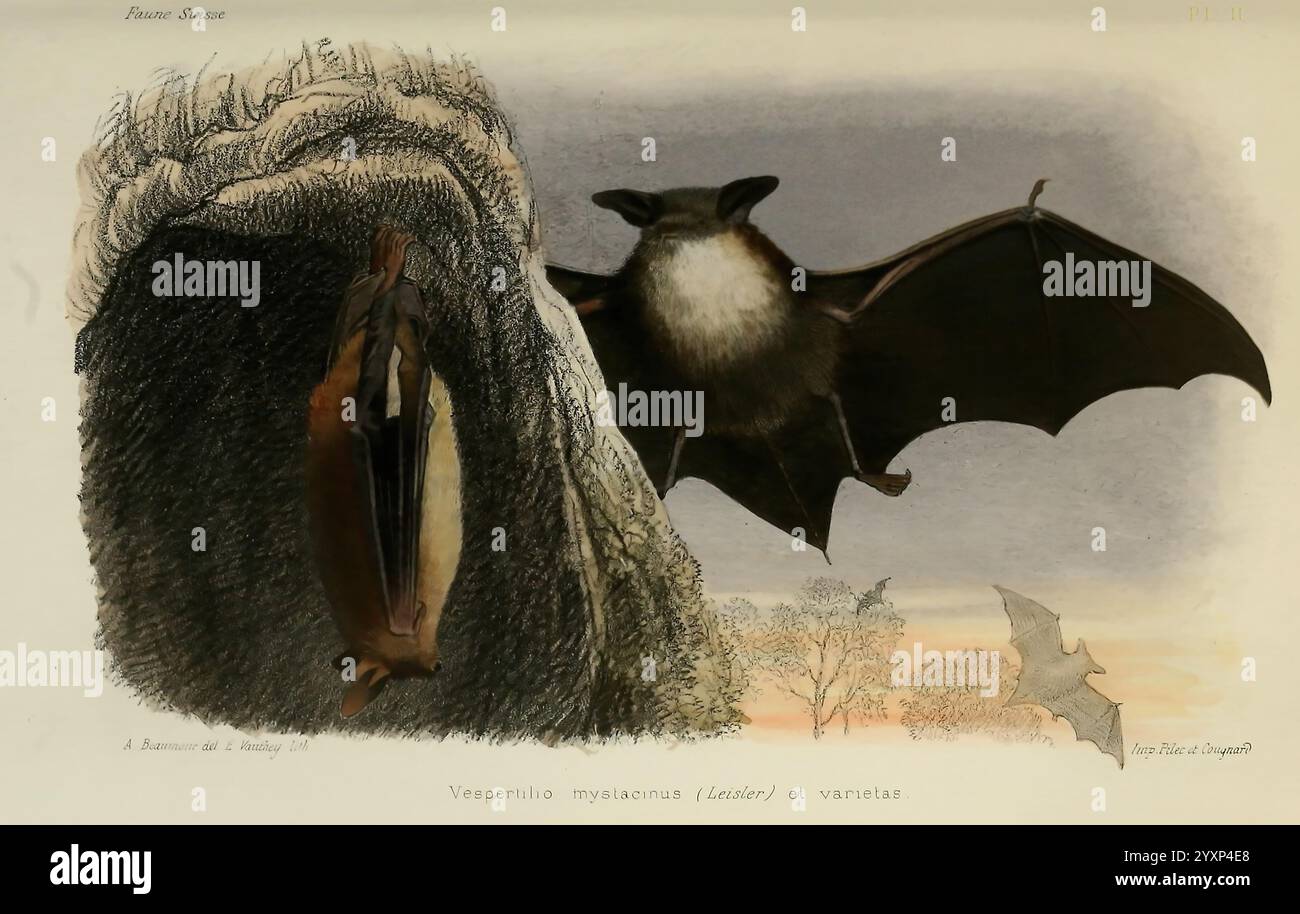 Faune des vertébrés de la Suisse Genève Bale H. Georg 1869-1905 birds ...