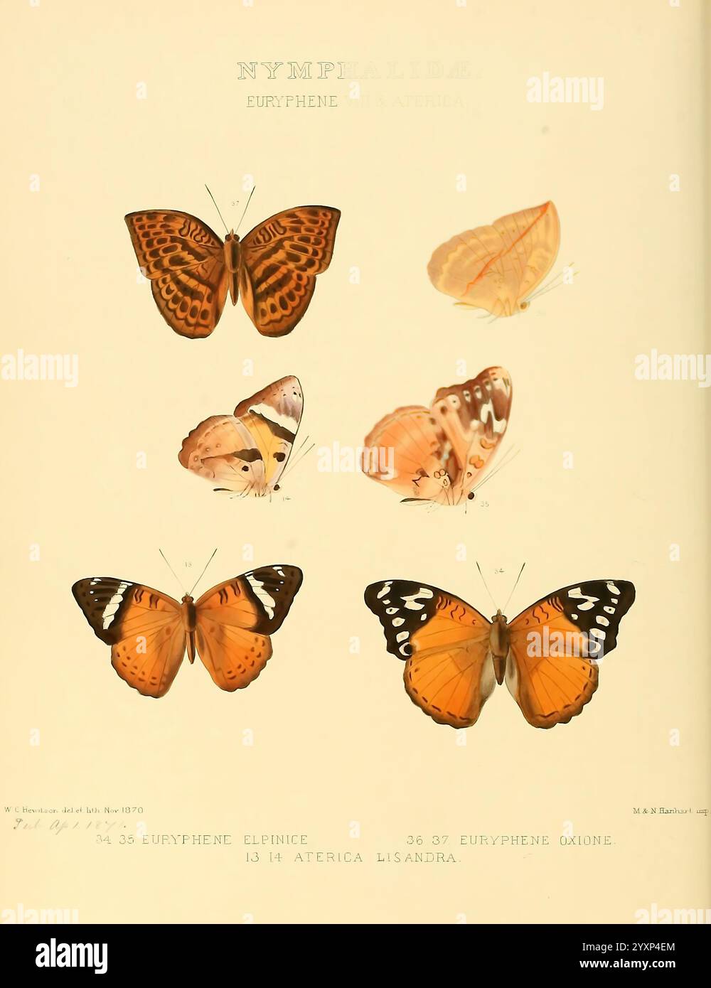 Illustration features six distinct species hi-res stock photography and ...