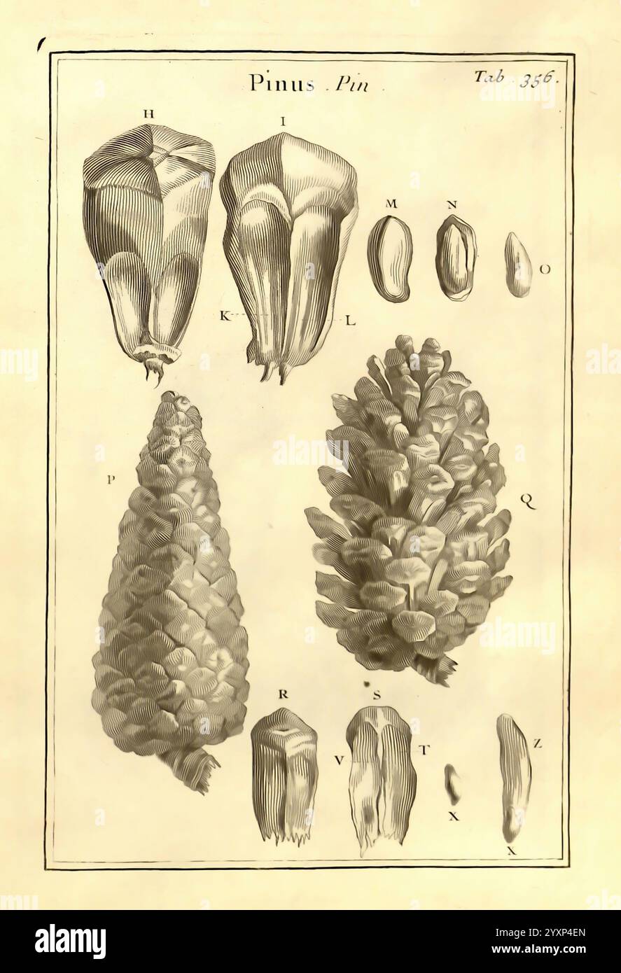 Joseph Pitton de Tournefort, Institutiones rei herbariae, Parisiis, E ...