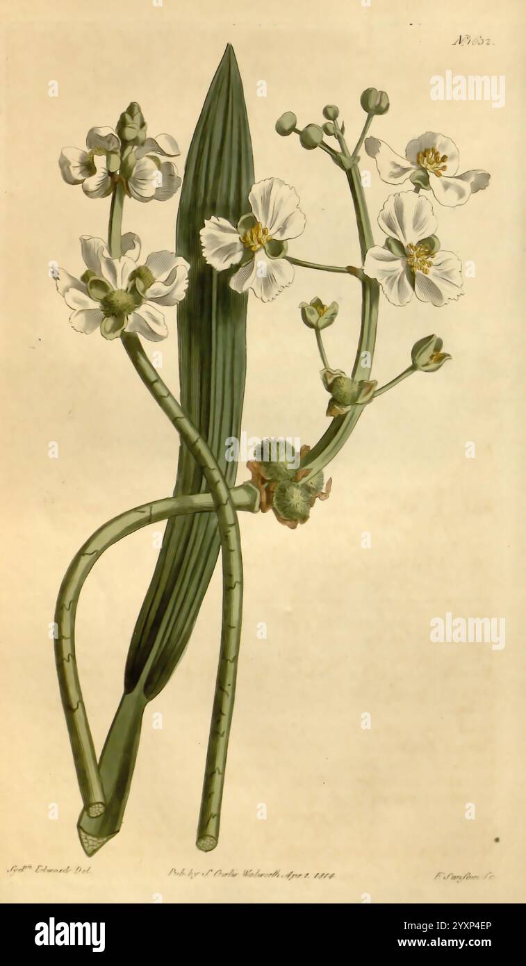 Curtis's Botanical Magazine, London, New York, botanical illustration ...
