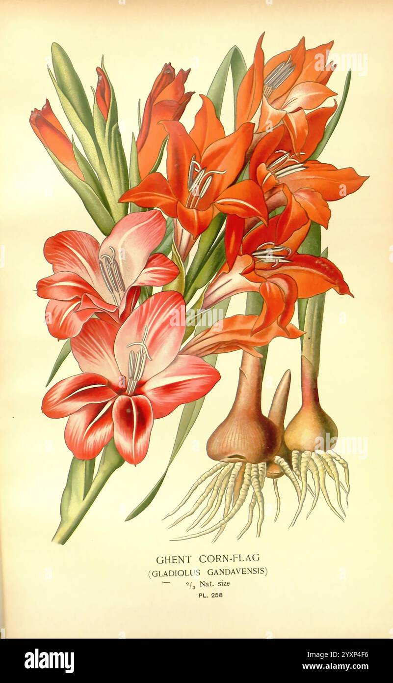 Ghent corn flag flowers hi-res stock photography and images - Alamy