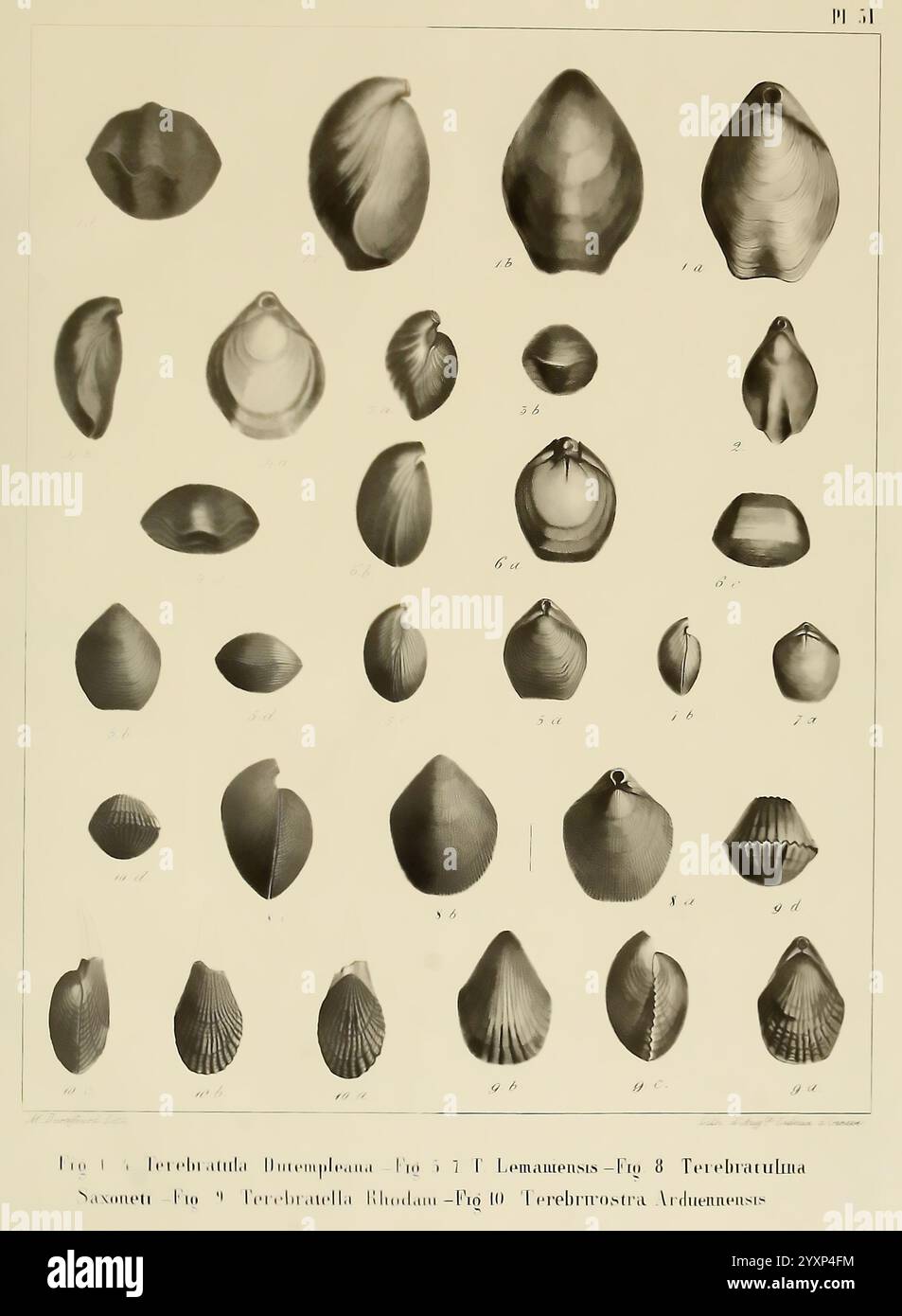 Description, mollusques, fossiles, trouvent, grès, verts, environs ...