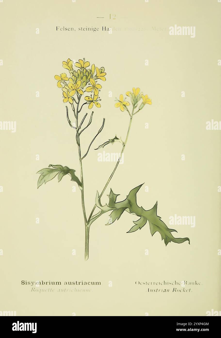 Alpen-Flora, Heidelberg, C. Winter, 1906, Alps, mountain plants ...